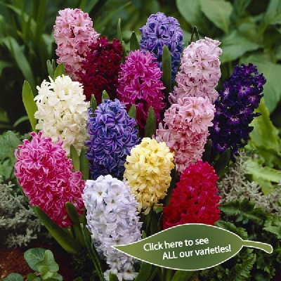 Bulbs are Easy - bulbsareeasy.com | Plants List | Hyacinthus - Hyacinth