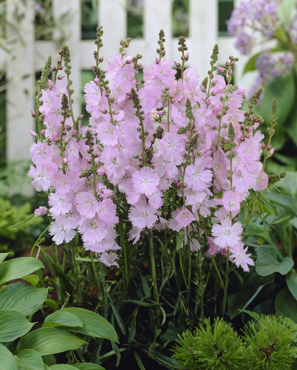 Bulbs are Easy - bulbsareeasy.com | | Summer-Blooming Bulbs | Sidalcea