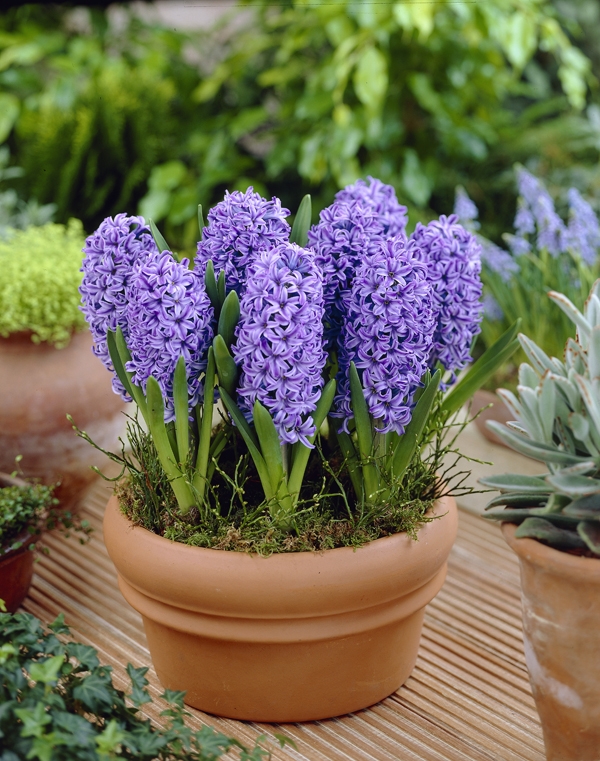 Bulbs are Easy - bulbsareeasy.com | Fall Bulbs | Hyacinthus - Hyacinth