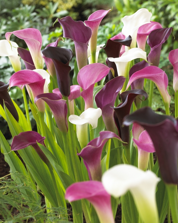 Bulbs are Easy - bulbsareeasy.com | Great Cut Flowers | Calla Lilies ...